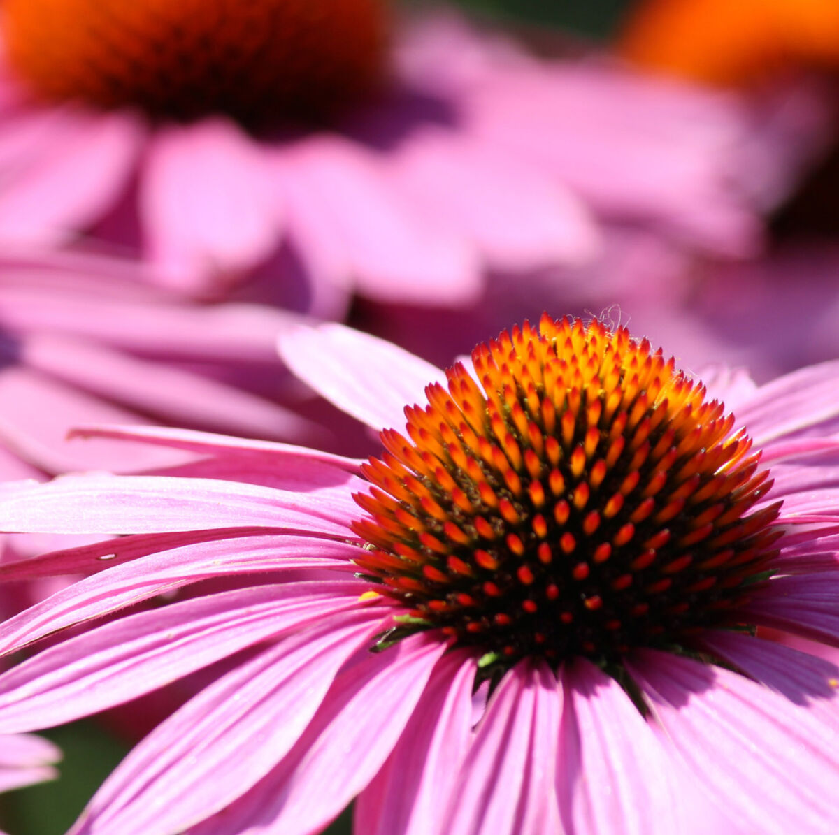 Piuma Care the natural evolution of oral care.